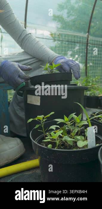Female hands in gloves planting a young green seedling in a pot inside ...
