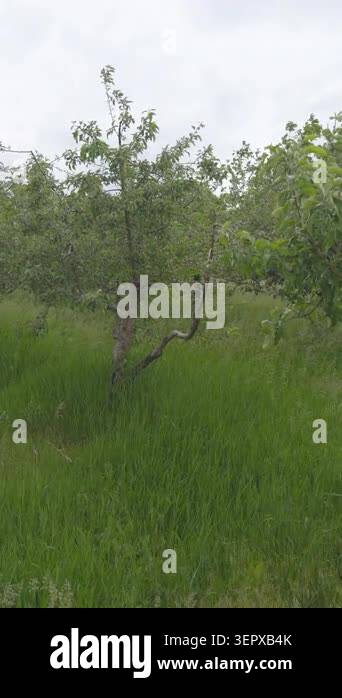Green grass and apple trees swaying in a gentle breeze in an orchard on ...