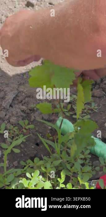 Farmer's hand carefully tying a young grapevine seedling to a support ...