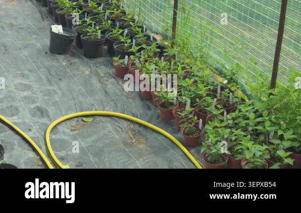 Rows of young green seedlings growing in pots inside a large commercial ...