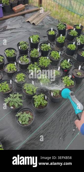 Gardener's hand watering numerous potted plant seedlings using a hose ...