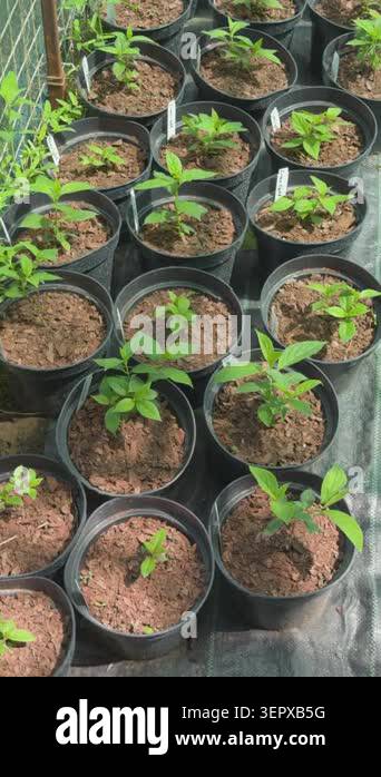 Numerous young green plants in black plastic pots growing in a nursery ...