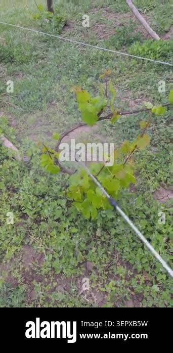 Farmer treating a young grapevine with a sprayer for disease and pest ...