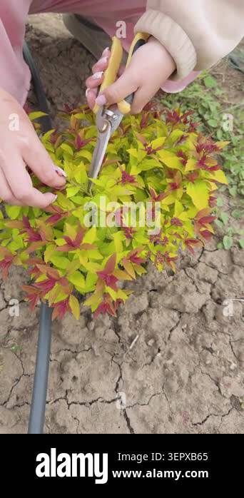 Gardener's hands carefully cutting and shaping a spirea bush with ...