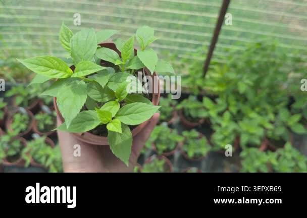 Close up of a gardener's hand holding a young seedling growing in a pot ...