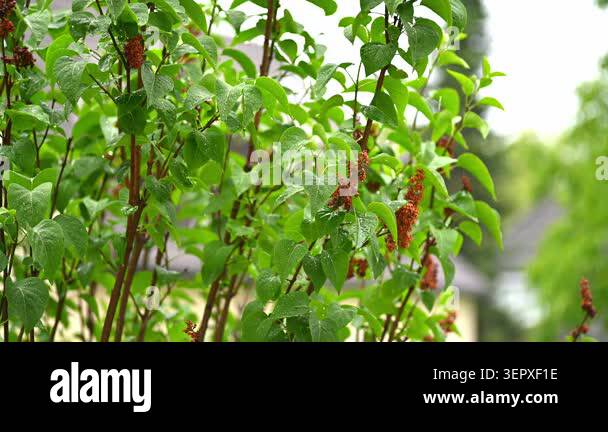 green leaves of a plant in the garden Stock Video Footage - Alamy