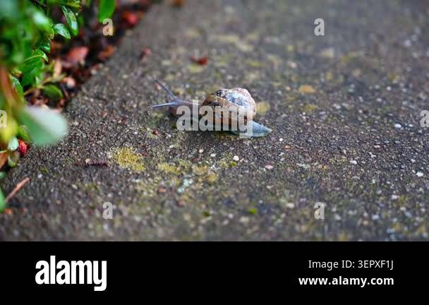 snail crawling on a stone Stock Video Footage - Alamy