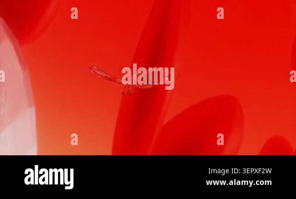 Red medical background symbolizing Ebola virus emergence infection in ...