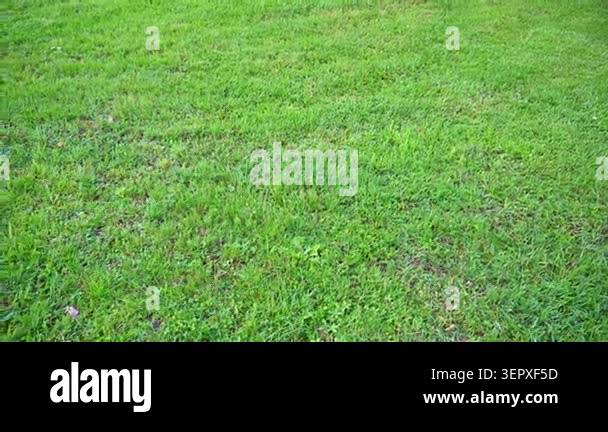 green grass texture background Stock Video Footage - Alamy