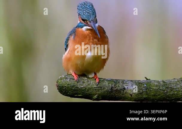 Common Kingfisher Catches a Fish and Eats On a Branch Stock Video ...