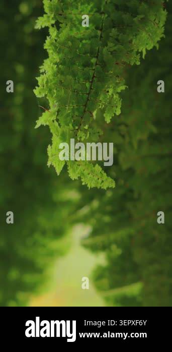 Vertical view of rustic fern fronds in a wooded or garden setting ...