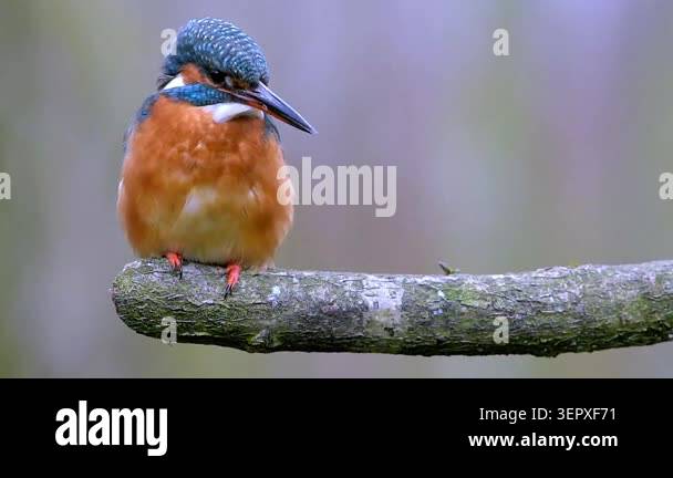 Vibrant Kingfisher Perched On A Weathered Tree Branch Waiting for A ...