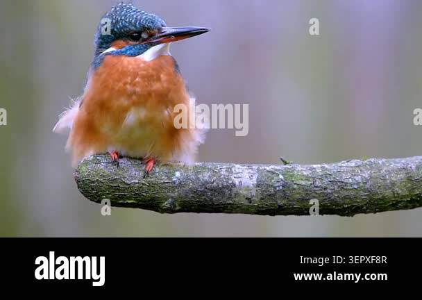 Vibrant Kingfisher Perched On A Weathered Tree Branch Waiting for A ...
