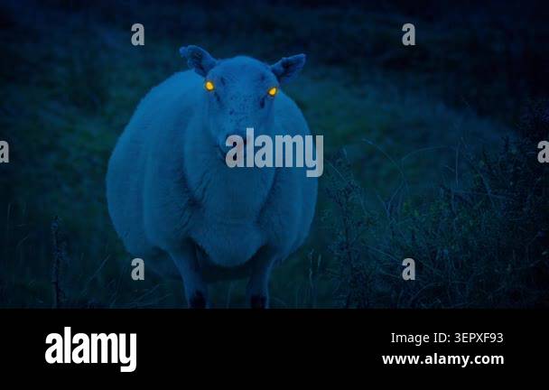 Scary Zombie Sheep With Glowing Eyes Stock Video Footage - Alamy