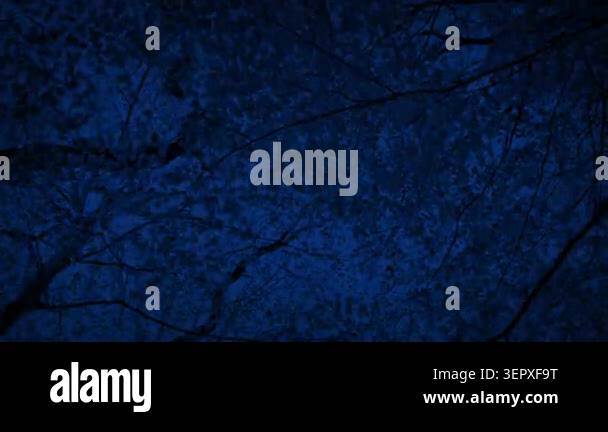 Walking Under Tree Canopy At Night Stock Video Footage - Alamy