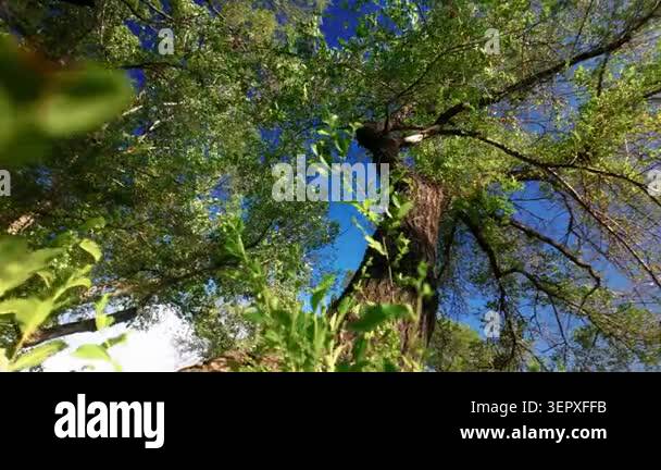 Elm Tree Green Leaves Blue Sky Nature Panning Video Stock Video Footage ...