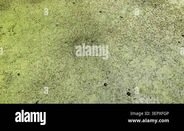 A thick layer of pond scum and green algae creates a textured, grungy ...