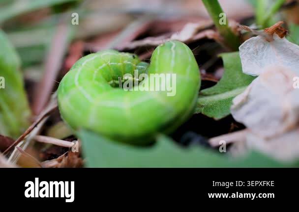 Big Green Caterpillar Waking Up Macro Nature Video Stock Video Footage ...