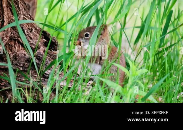 Small Squirrel Hiding in Grass Eating Seeds Nature Video Stock Video ...