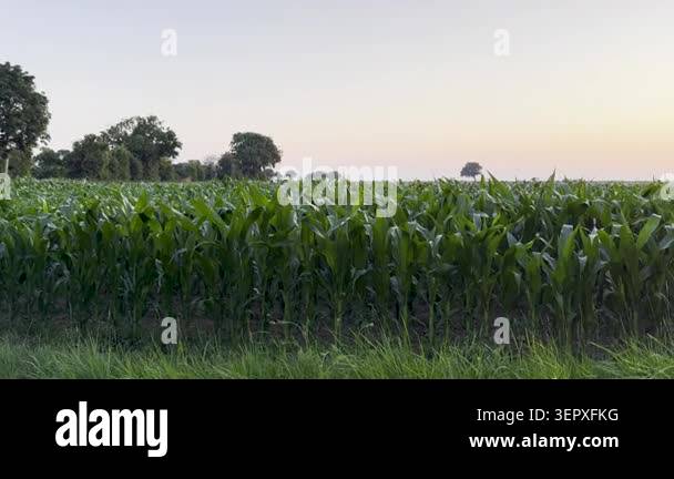 Camera pans to show a massive cornfield in the French countryside near ...
