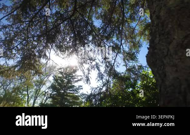Sunshine Through Green Tree Leaves Panning from Behind Tree Trunk Video ...