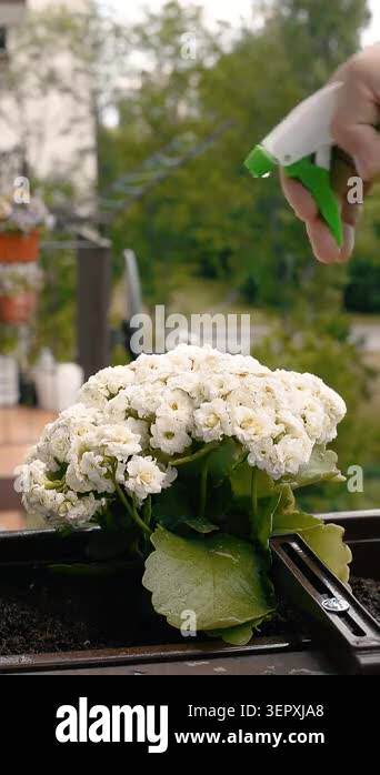 Vertical video of hand holding green sprayer and watering beautiful ...