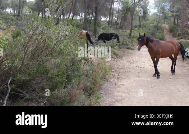 Three horses are standing on a dirt path in a forest. One brown horse ...