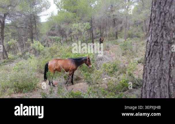 Two horses walking through a dense forest with green foliage and trees ...