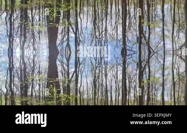 spring walk in the picturesque deciduous forest with blue beautiful sky ...