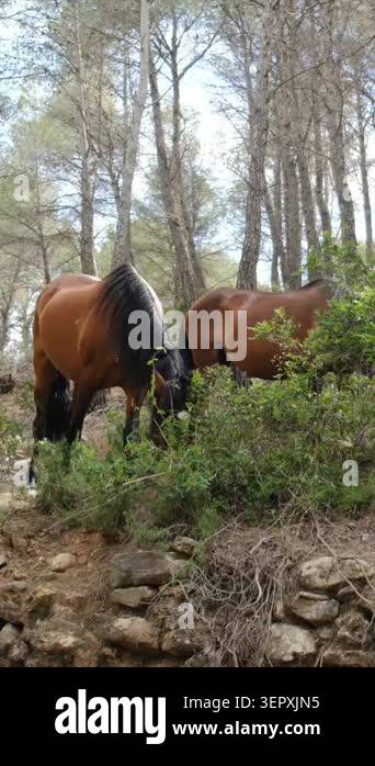 video showing three horses grazing in a forest with tall trees and lush ...