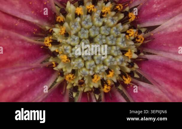 colorful flower bed in the Siegen castle garden in extremly close up ...