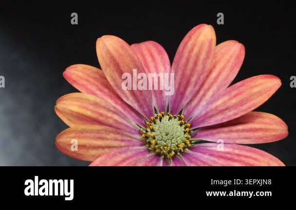 colorful flower bed in the Siegen castle garden in extremly close up ...