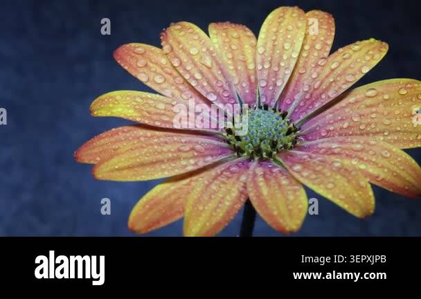 colorful flower bed in the Siegen castle garden in extremly close up ...