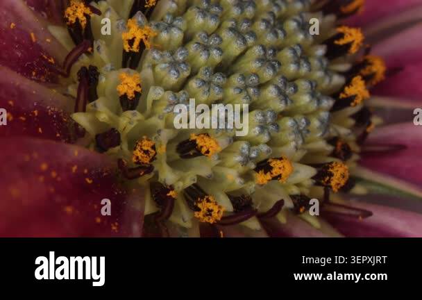 colorful flower bed in the Siegen castle garden in extremly close up ...