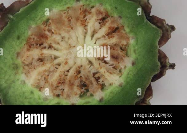 red poppies capsule with seed on the field in close up Stock Video ...