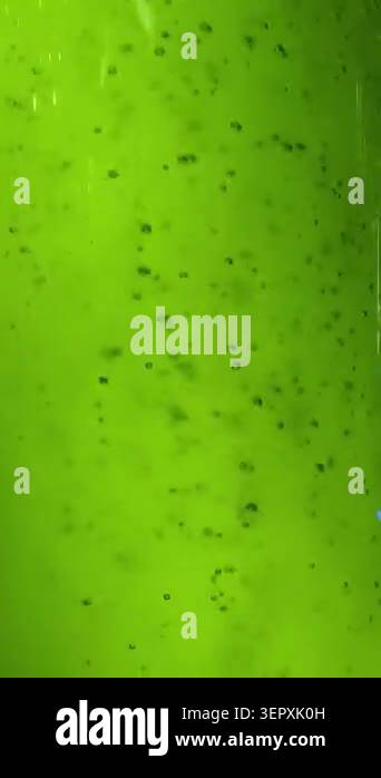 A photobioreactor (PBR) containing a thriving microalgae culture.The ...