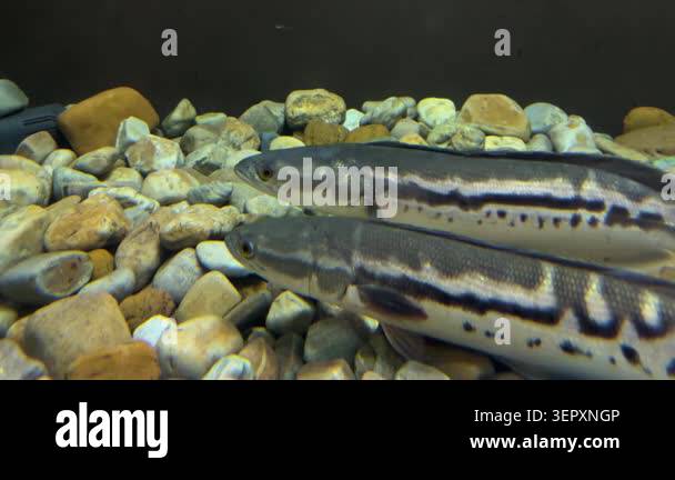 Giant Snakehead (Channa micropeltes) Fish Swimming in Aquarium Tank ...