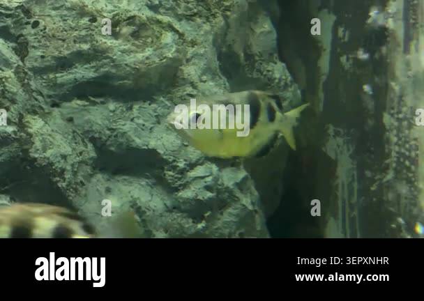 A close-up shot of a Seven-spot Archerfish (Toxotes chatareus) swimming ...