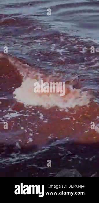 Red tide harmful algal bloom discoloring sea water with dense rusty ...