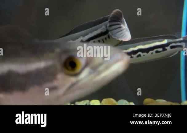 Giant Snakehead (Channa micropeltes) fish swimming gracefully inside an ...