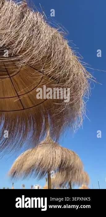 Low angle view of thatched straw beach umbrellas row against clear blue ...