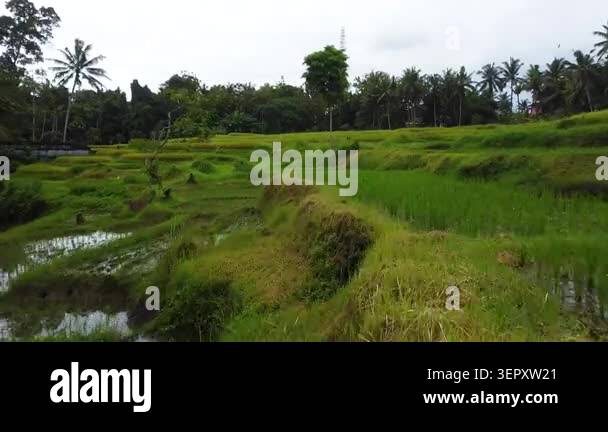 Panoramic view of iconic balinese rice field terraces. Lush green ...