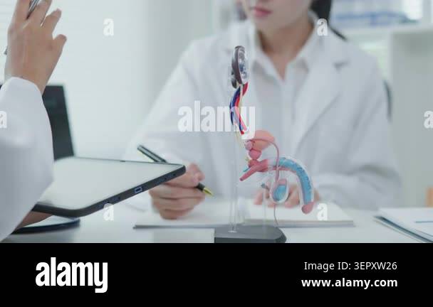 Doctors studying anatomical model with pen Stock Video Footage - Alamy