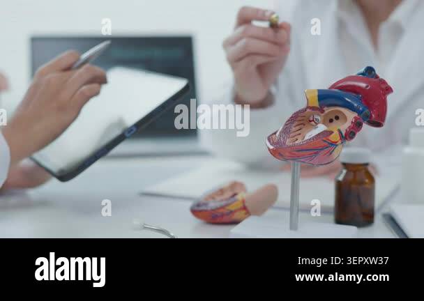 Doctor Examining heart model during medical training session Stock ...