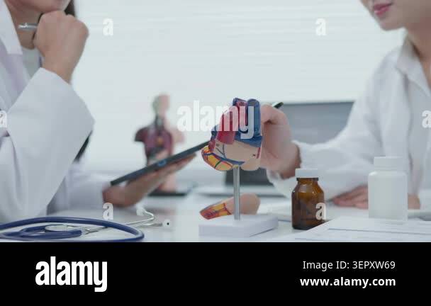 Doctor Hands examining anatomical heart model on table Stock Video ...