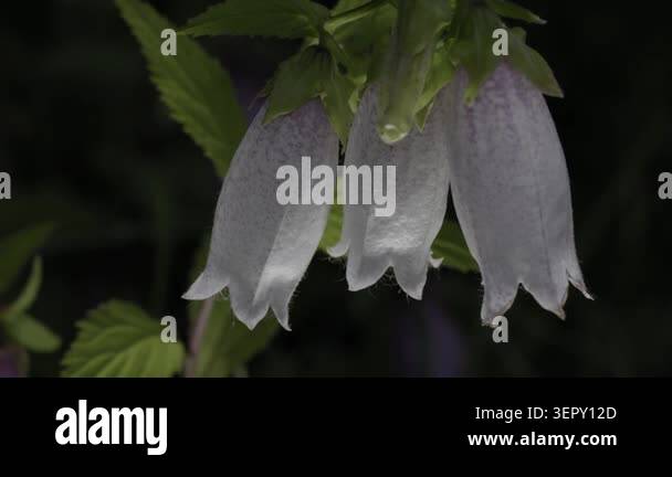 Tokyo, Japan - June 12, 2026: Closeup of Campanula punctata or Japanese ...
