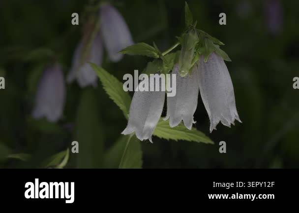 Tokyo, Japan - June 12, 2026: Closeup of Campanula punctata or Japanese ...