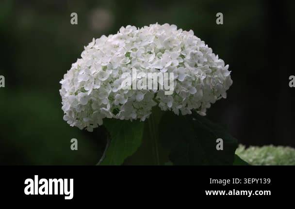 Tokyo,Japan - June 13, 2026: Closeup of Annabelle or white hydrangea ...
