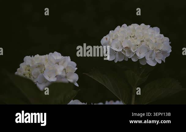 Tokyo,Japan - June 14, 2026: Closeup of white hydrangea flowers Stock ...