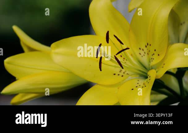 Tokyo, Japan - June 13, 2026: Closeup of a big yellow lily flower Stock ...